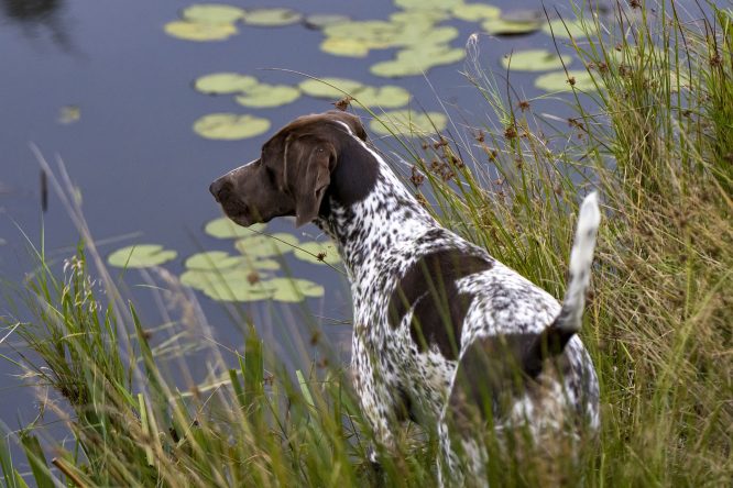 Duitse staande hond (German Shorthaired Pointer) - RassenKennis